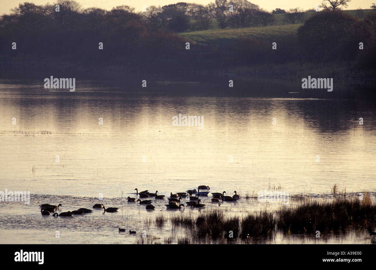 Canada Geese on Anglezarke reservoir Anglezarke Lancashire Stock Photo ...