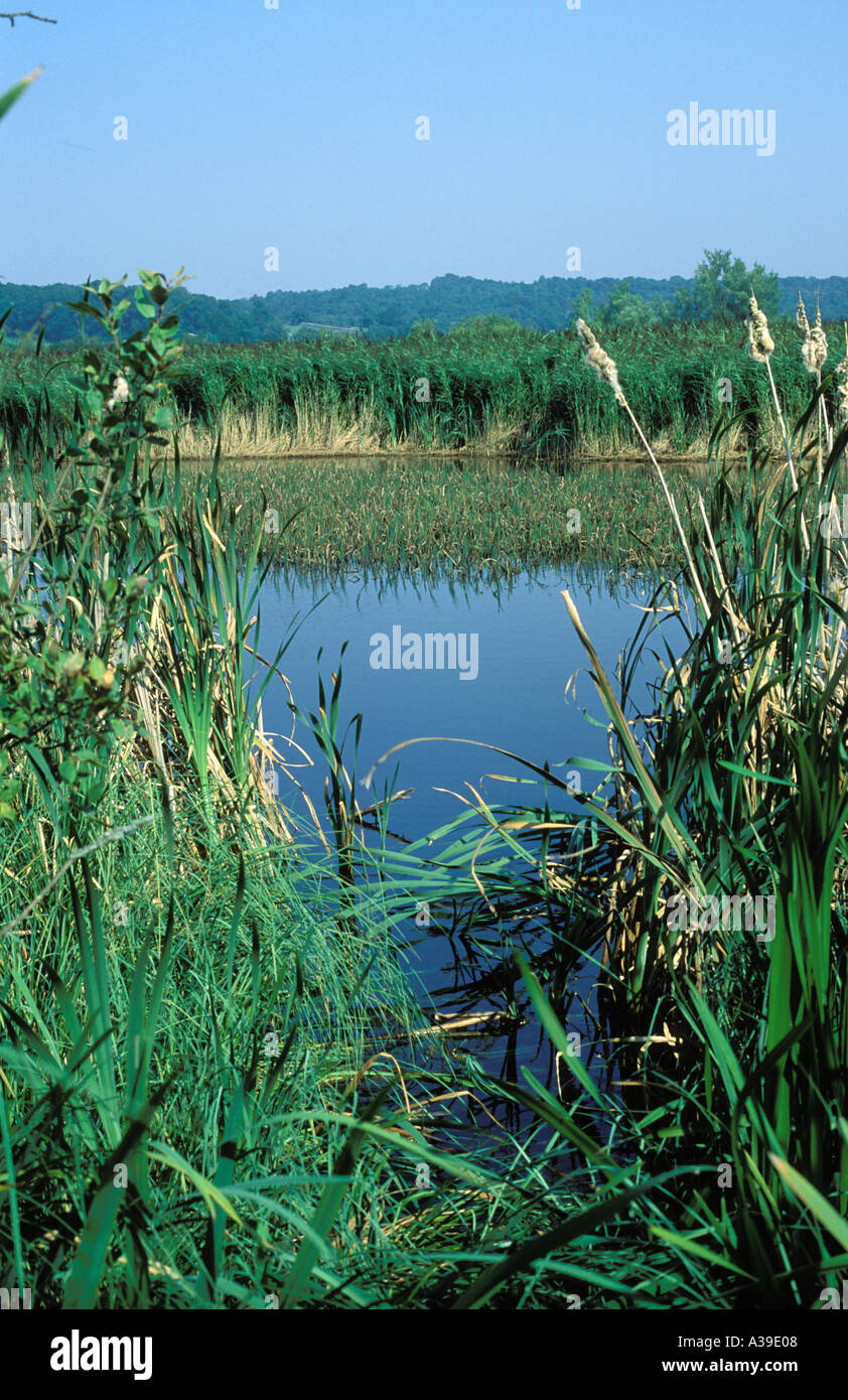 Leighton moss landscape hi-res stock photography and images - Alamy