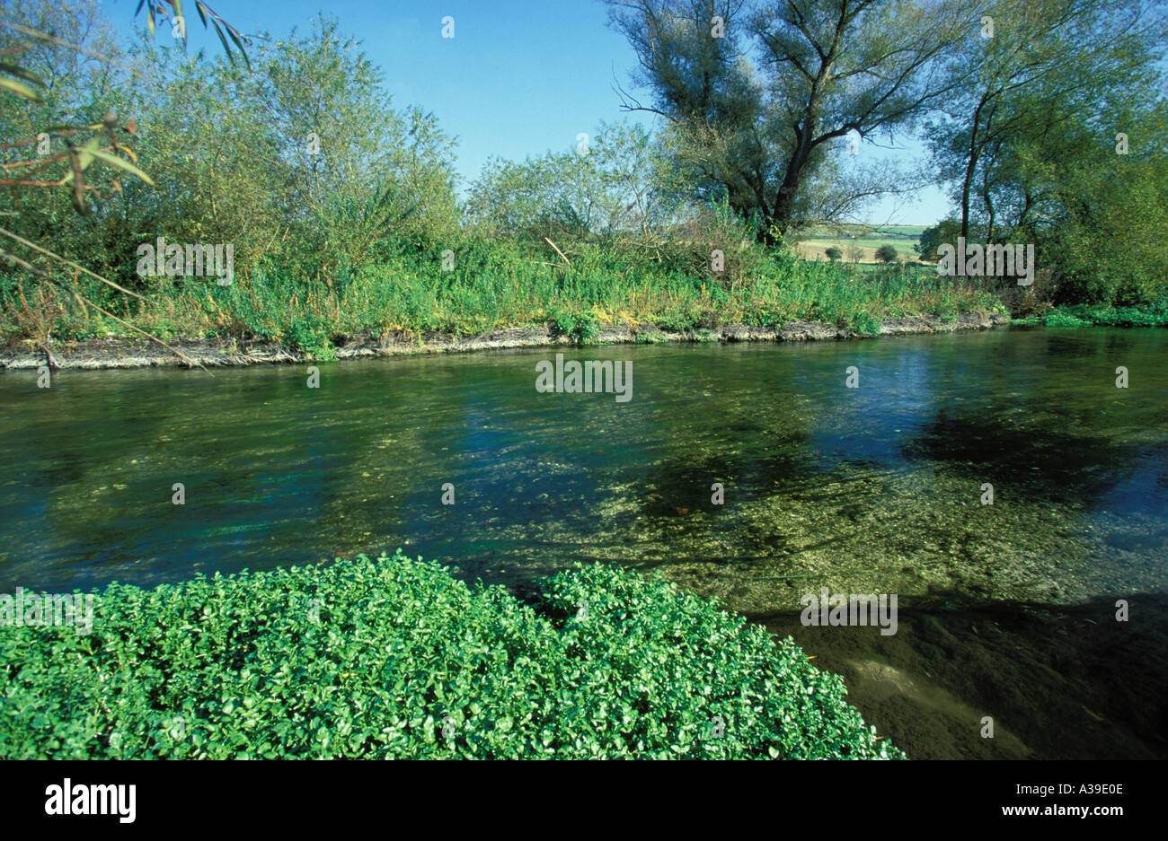 Water Cress in chalk stream River Wylye Nr Salisbury Stock Photo - Alamy