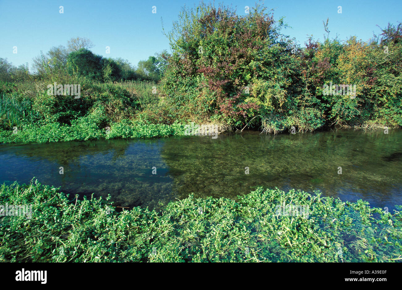 Water Cress in chalk stream River Wylye Nr Salisbury Stock Photo - Alamy