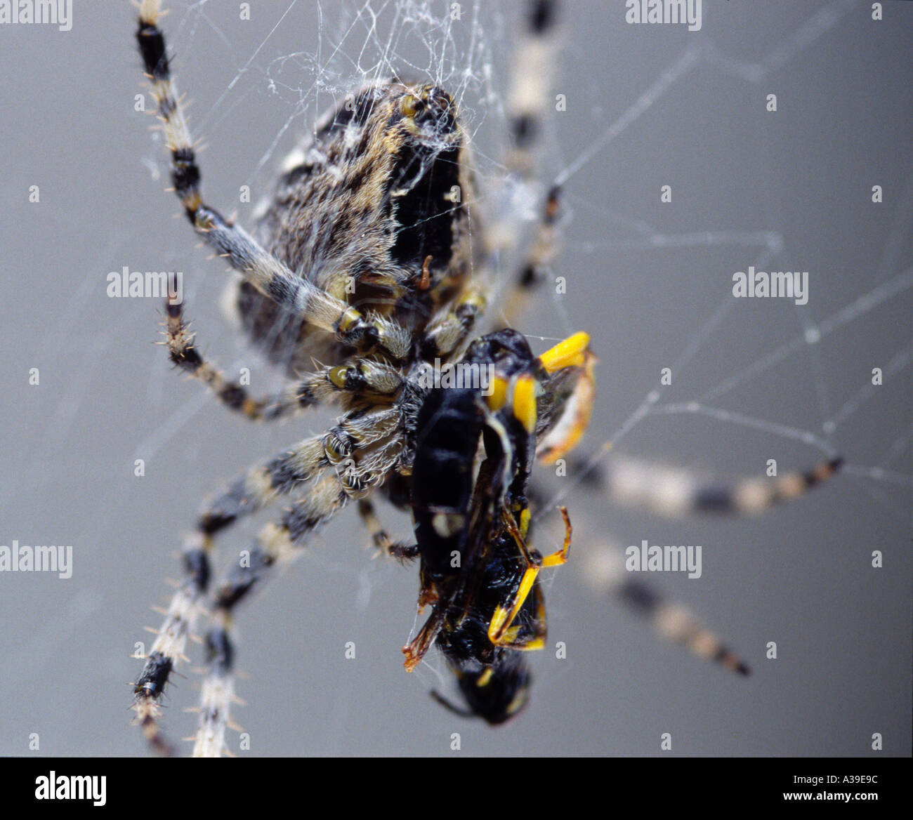 Spider catching a wesp Stock Photo - Alamy