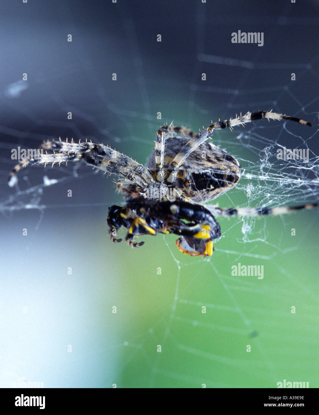 Spider catching a wesp Stock Photo - Alamy