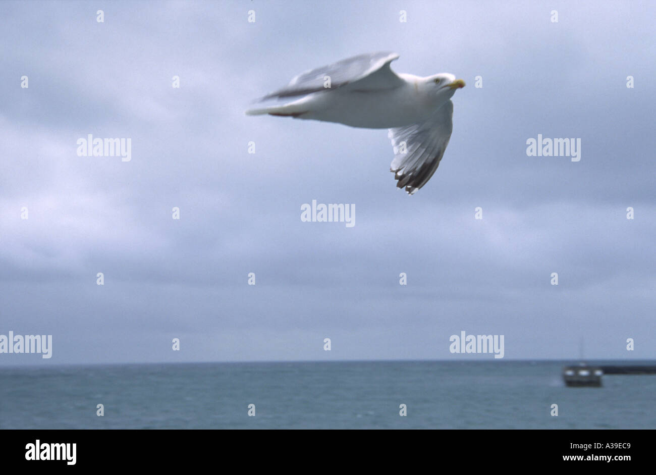 Flying sea mew Stock Photo - Alamy