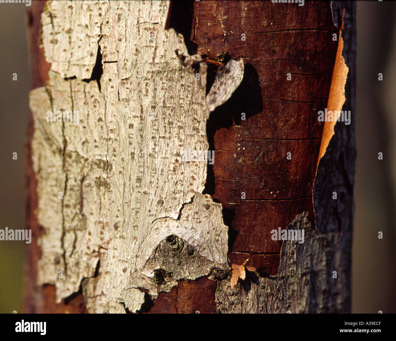 Stripping the bark hi-res stock photography and images - Alamy