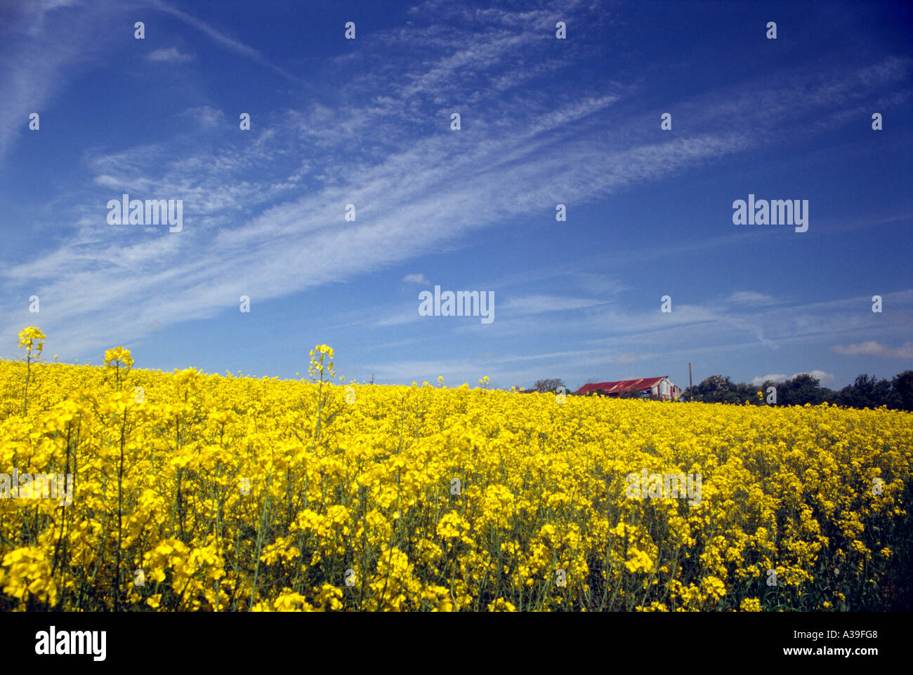 Field of bright yellow oilseed rape under a big blue sky with light cloud; lots of copy space ...