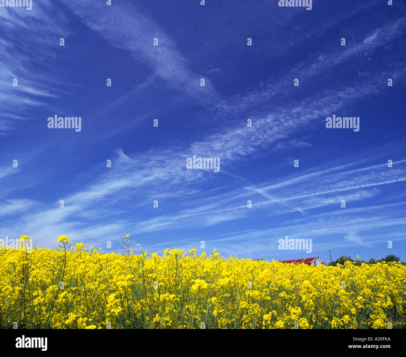 Field of bright yellow oilseed rape under a big blue sky with light cloud; lots of copy space ...