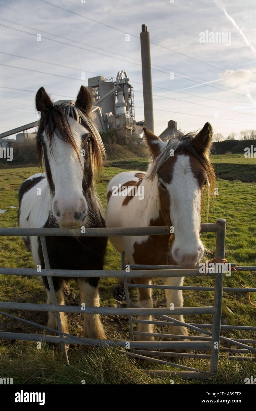 Two horses looking over gate hi-res stock photography and images - Alamy