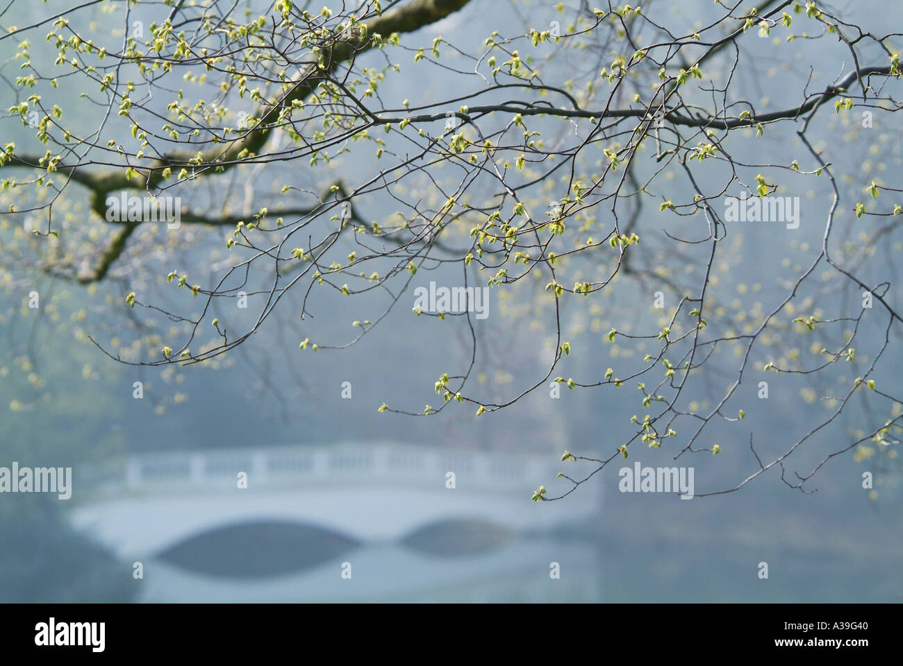 Spring buds white bridge Stock Photo - Alamy