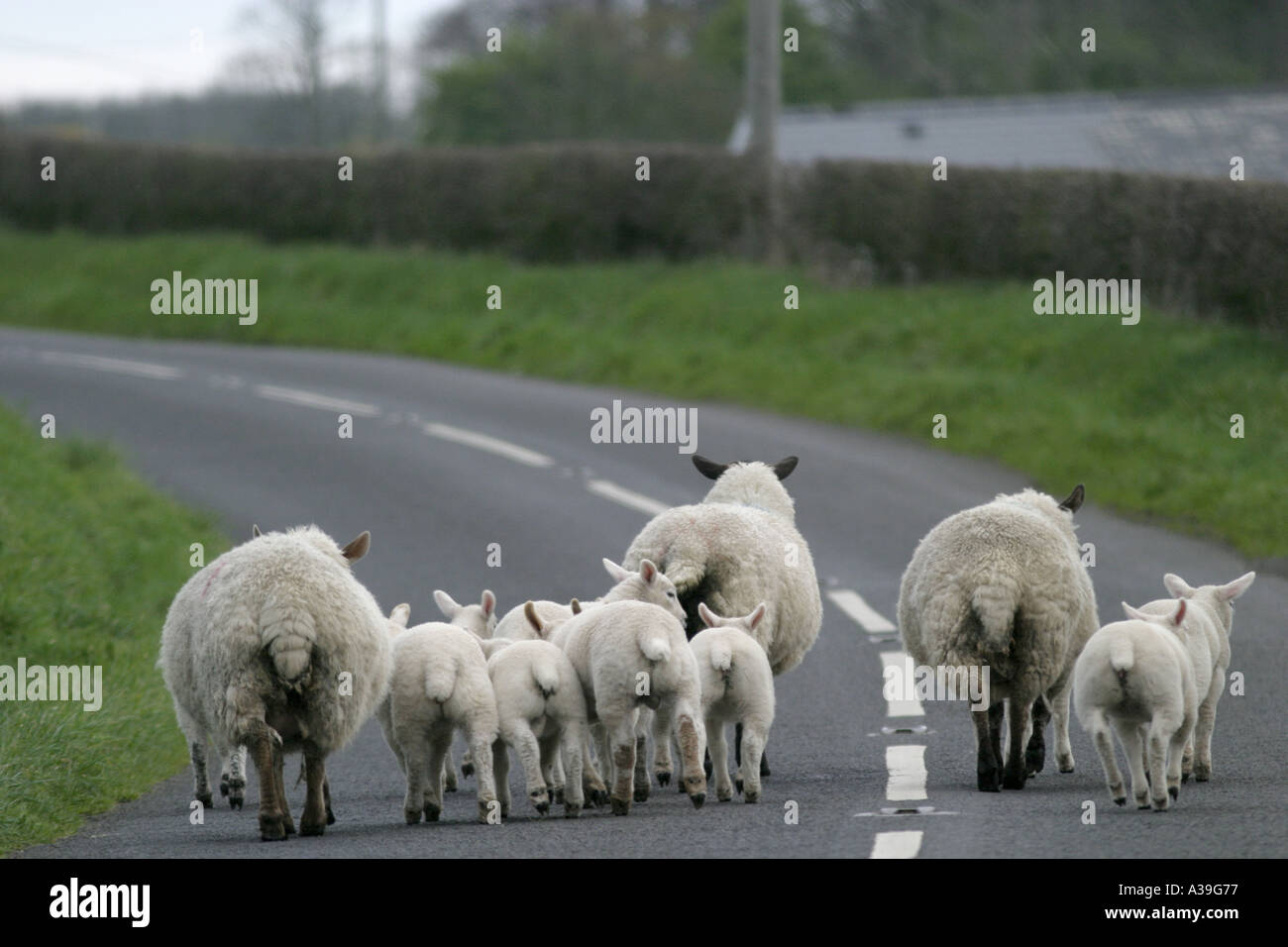 flock of lambs sheep in middle of road county antrim northern ireland ...