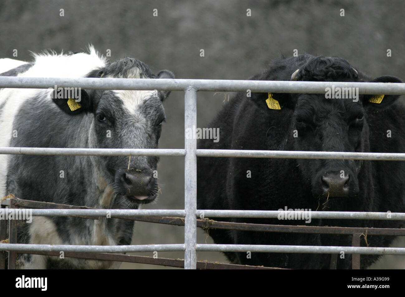 cows looking out through gate from farmyard county antrim northern ...