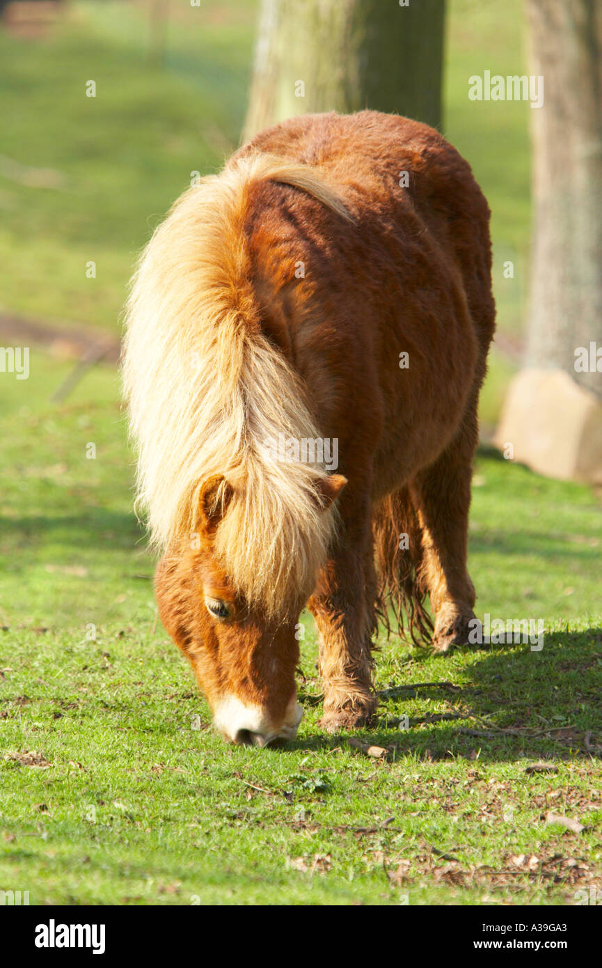 Shetland Pony eating grass Portrait Stock Photo - Alamy