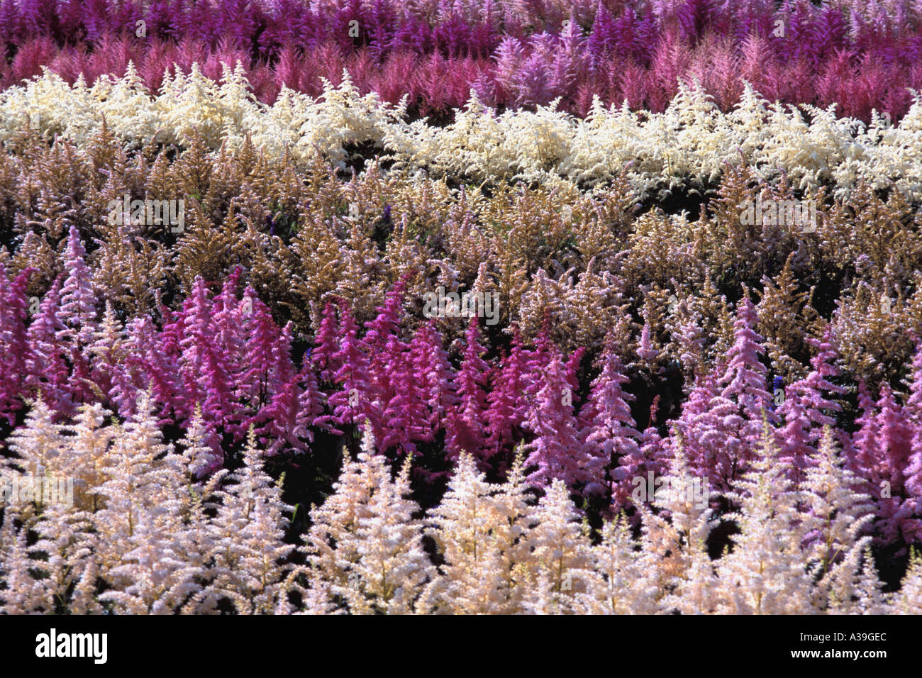 Chapman field hi-res stock photography and images - Alamy