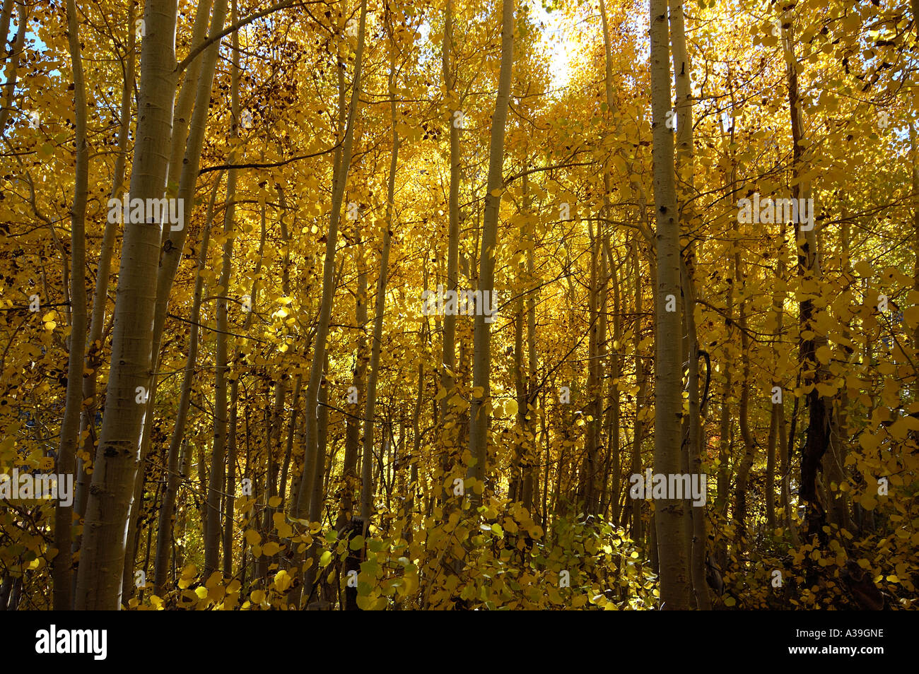 Dense aspen grove hi-res stock photography and images - Alamy
