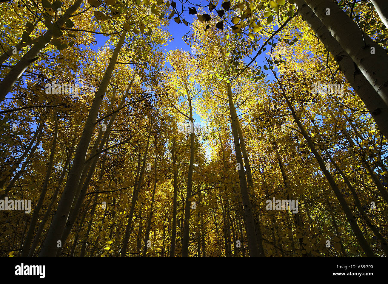 aspen grove California Stock Photo - Alamy