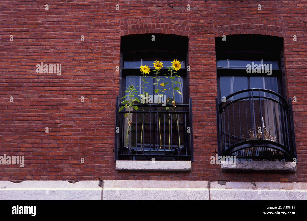 Sunflower pics hi-res stock photography and images - Alamy