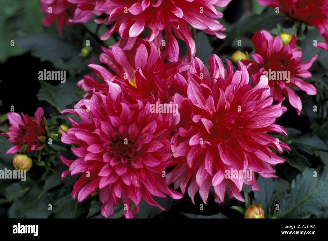 Large pink blooms Stock Photo - Alamy