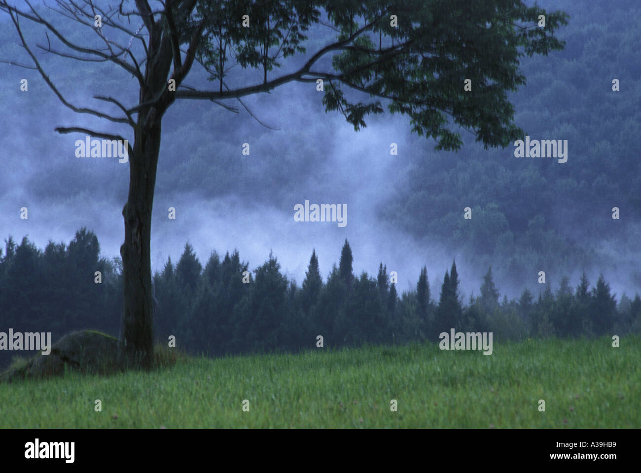 Row of trees in the early fog hi-res stock photography and images - Alamy