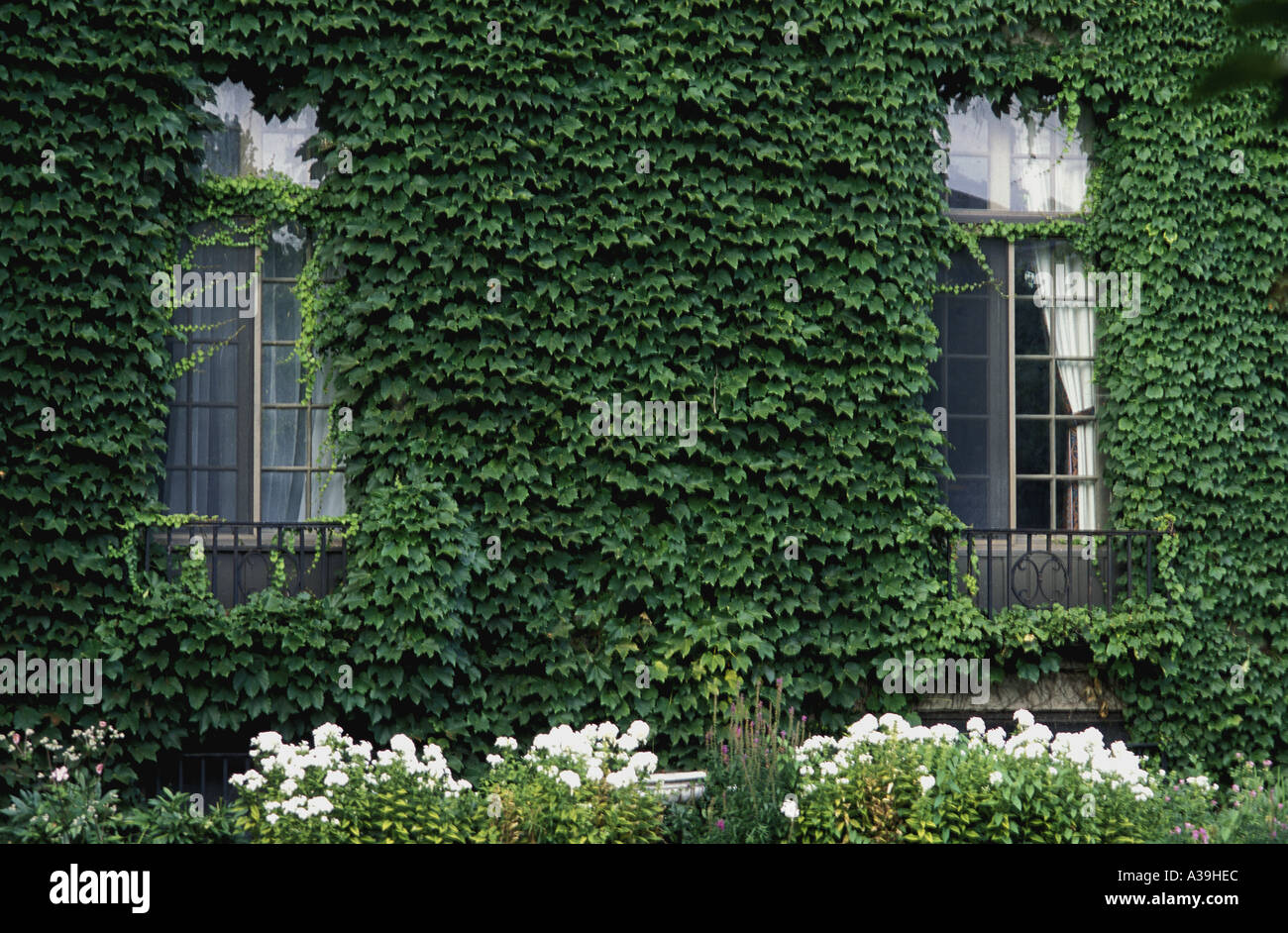Climbing plant on the side of a house Stock Photo - Alamy