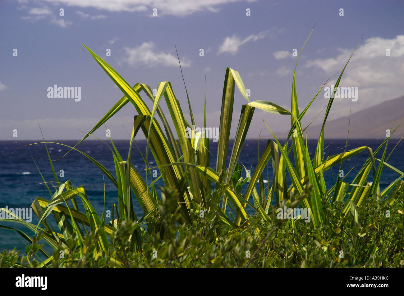 Real Ocean Plants