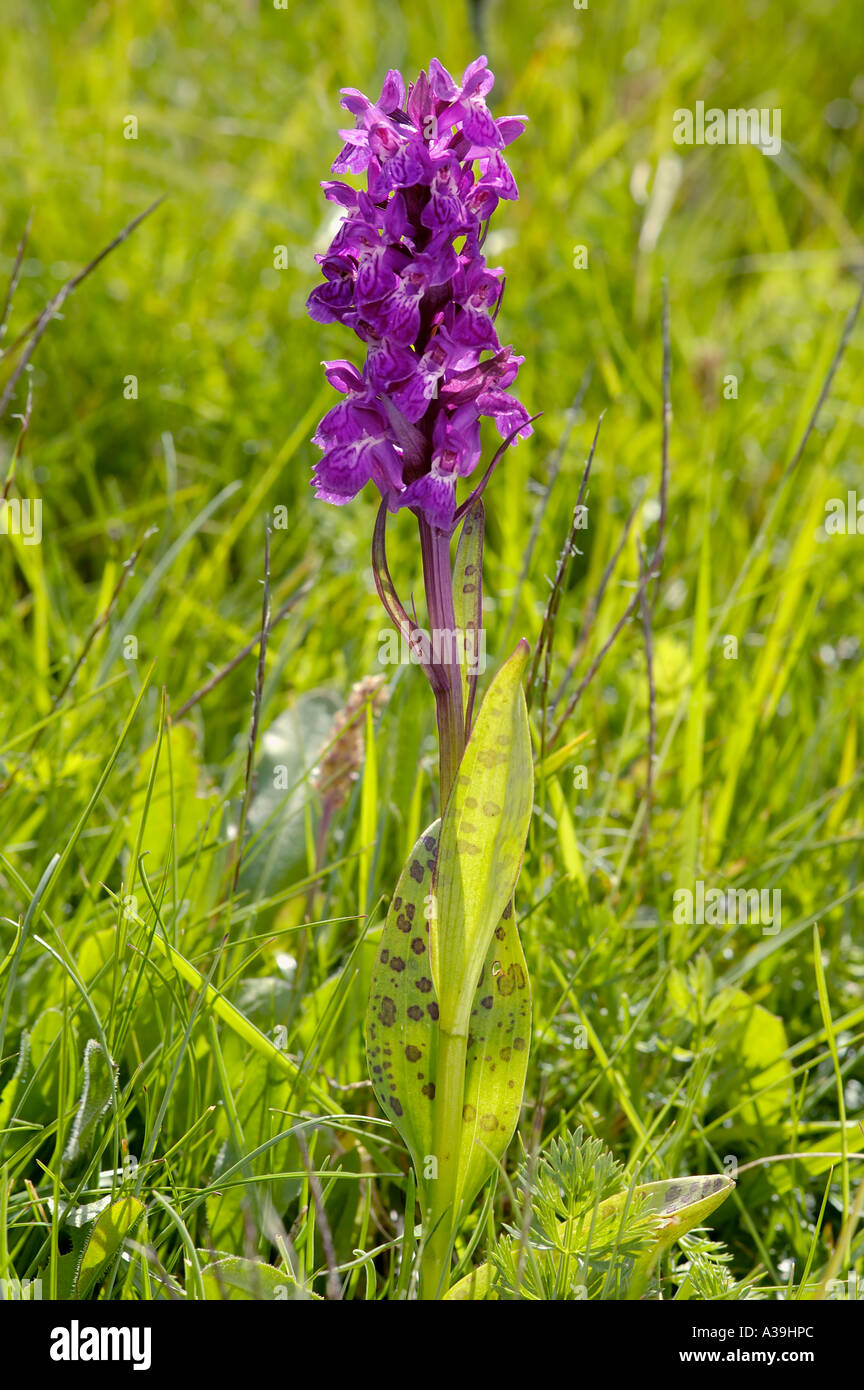 Broad leaved Marsh Orchid Dactylorhiza majalis Stock Photo - Alamy