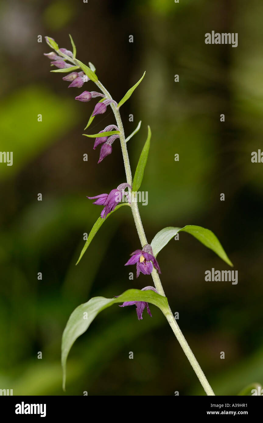 Dark Red Helleborine Epipactis atrorubens Stock Photo - Alamy