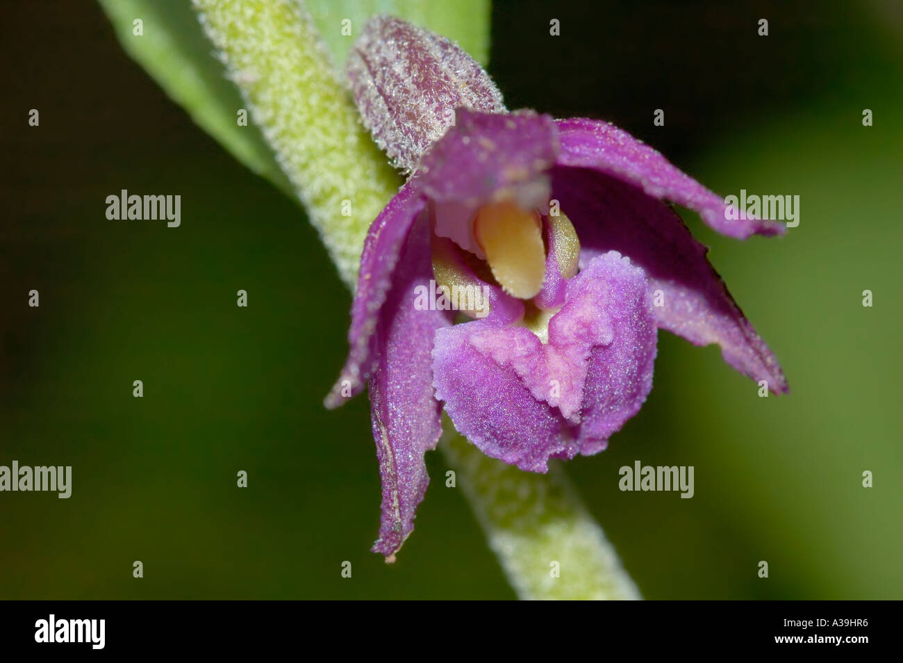 Dark Red Helleborine Epipactis atrorubens Stock Photo - Alamy