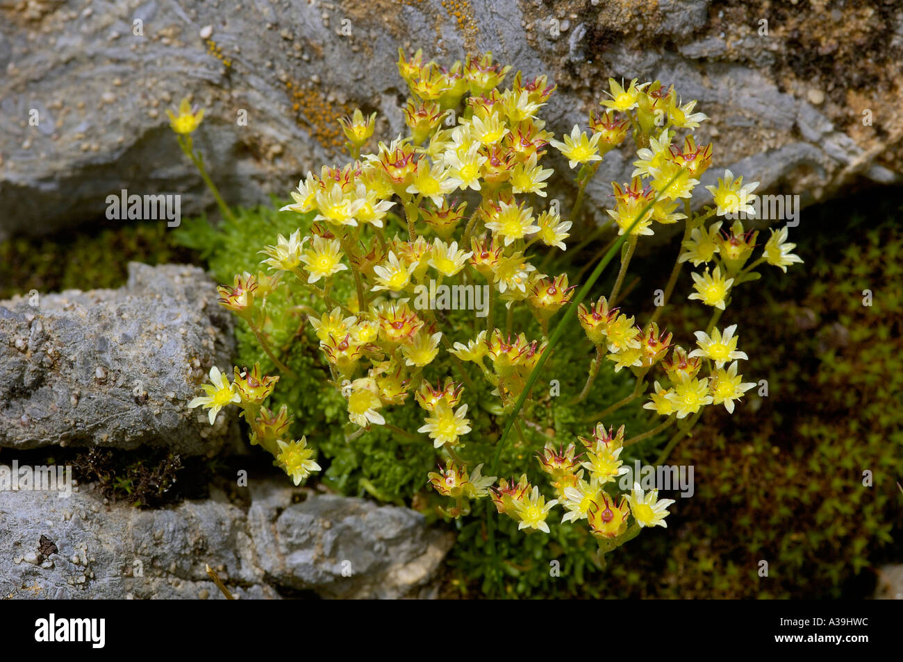 Yellow Mountain Saxifrage Saxifraga aizoides Stock Photo - Alamy