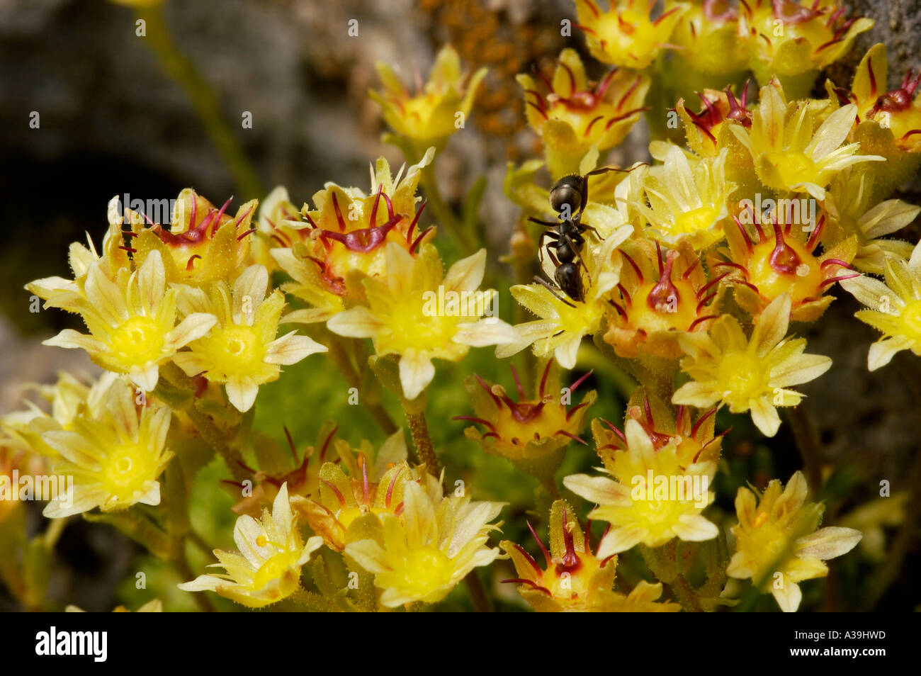 Ant on Yellow Mountain Saxifrage Saxifraga aizoides Stock Photo - Alamy