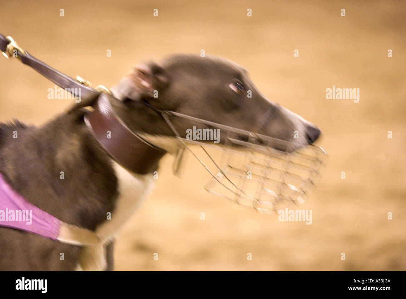 Canidrome Greyhound Stadium Macau Stock Photo - Alamy