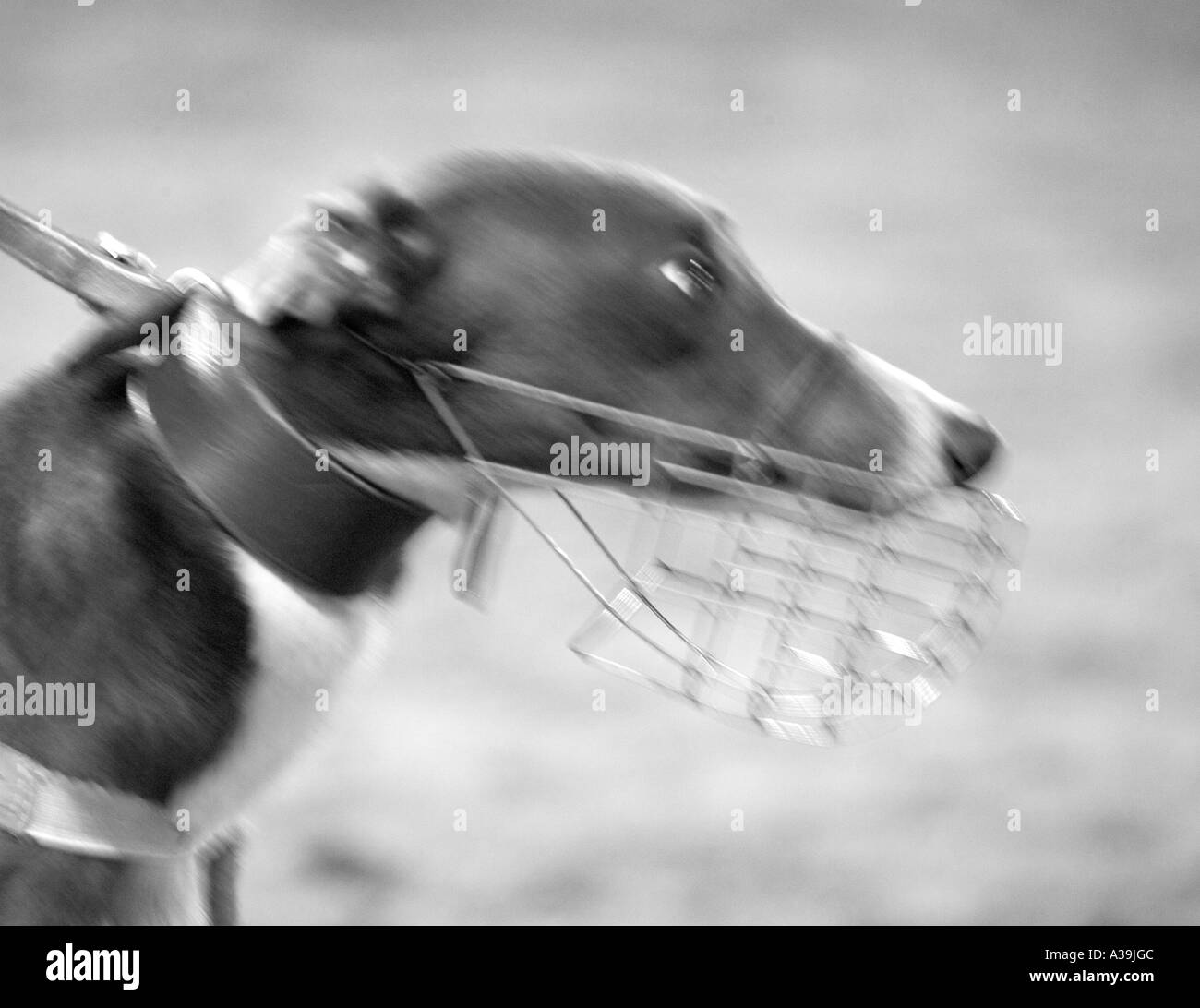 Bet night Black and White Stock Photos & Images - Alamy
