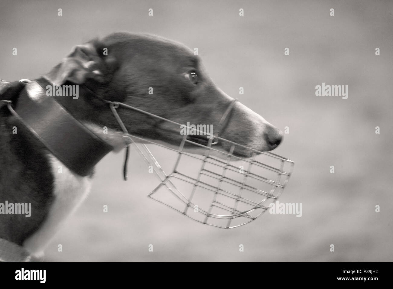 Greyhound Canidrome Greyhound Stadium Macau Stock Photo - Alamy