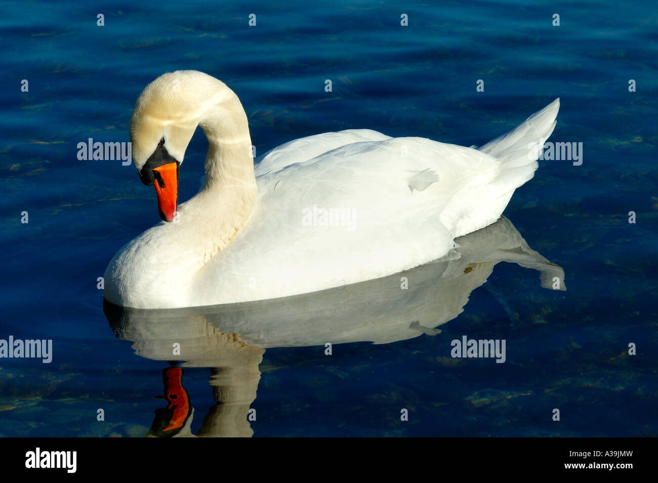 Swan behaviour hi-res stock photography and images - Alamy