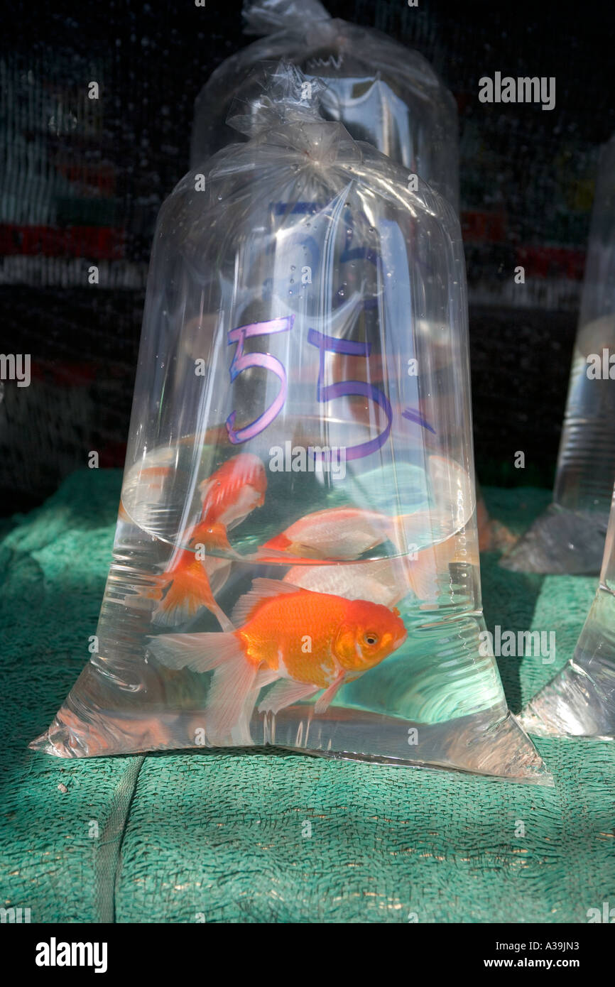 Tropical Fish Chatuchak Market Bangkok Thailand Stock Photo - Alamy
