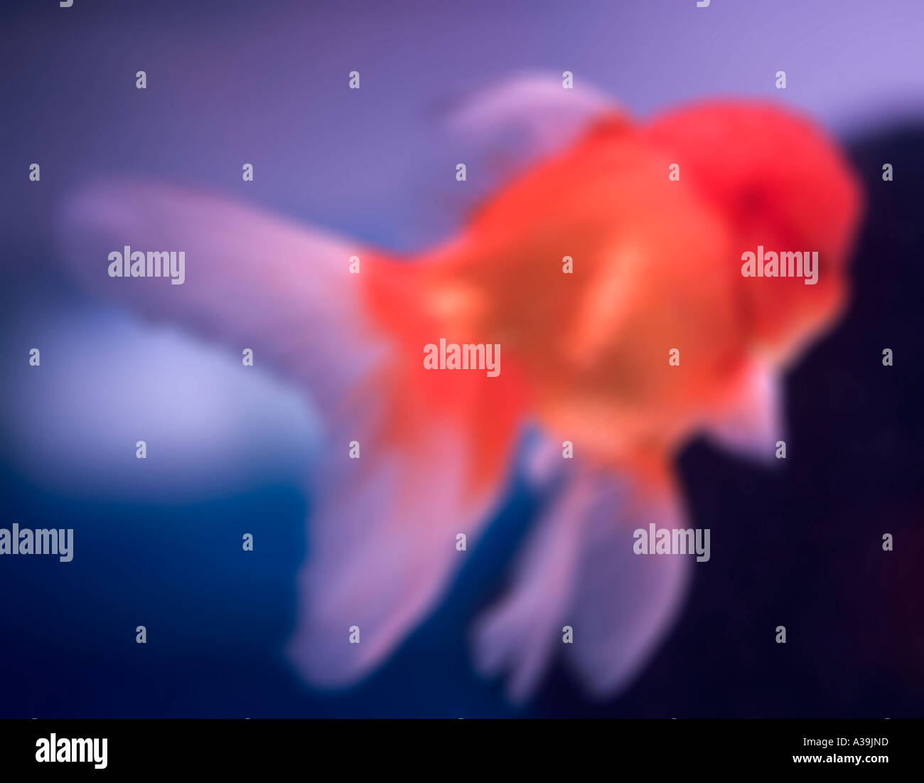 Gold fins hi-res stock photography and images - Alamy