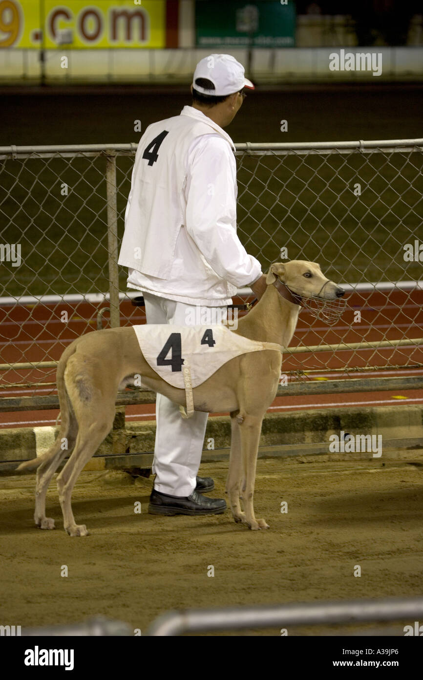 Greyhound Stadium Canidrome Macau Stock Photo - Alamy