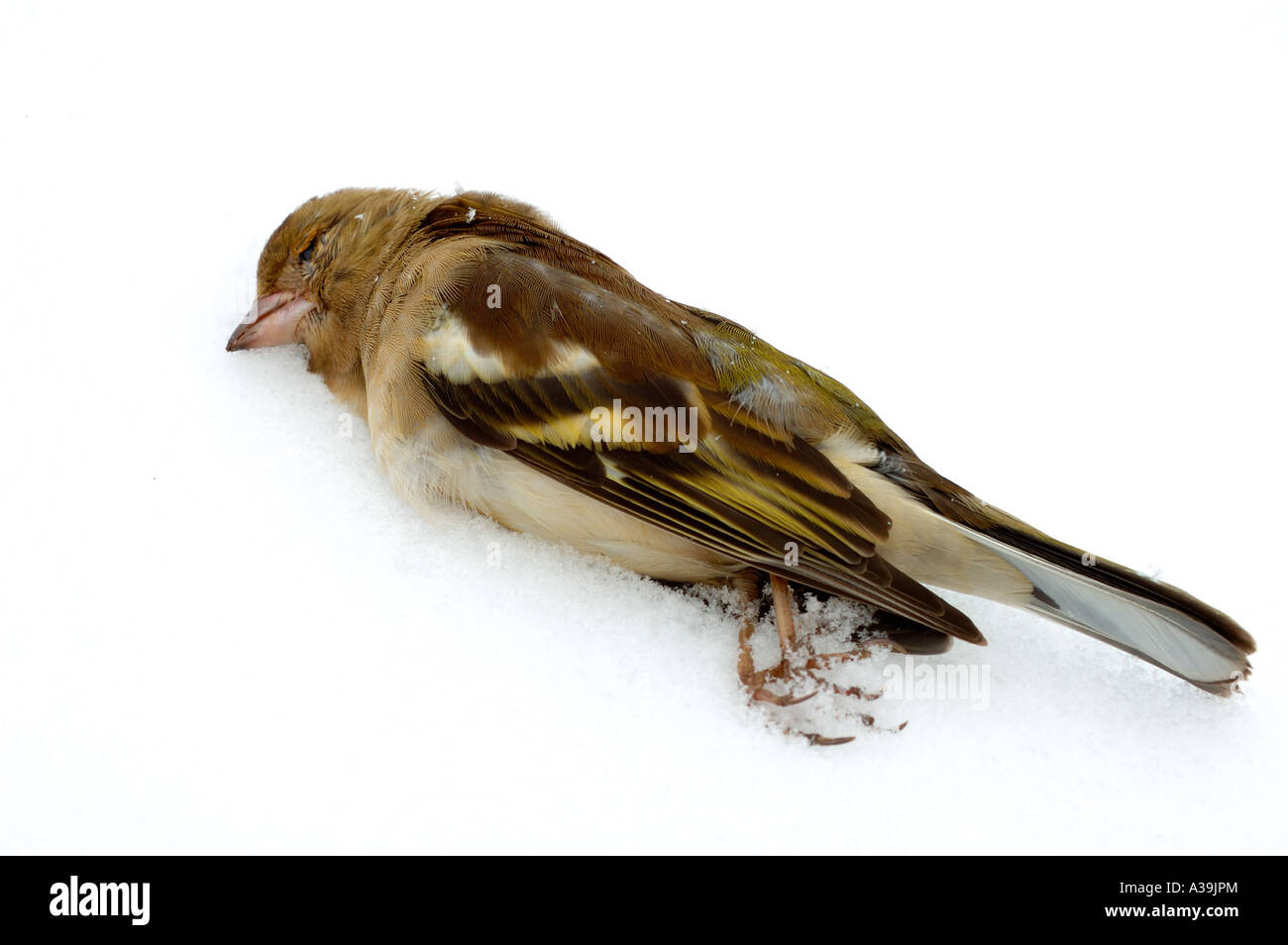 Stiff dead body Cut Out Stock Images & Pictures - Alamy