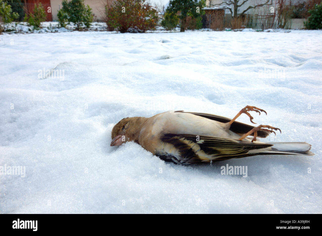 Frozen dead body hi-res stock photography and images - Alamy