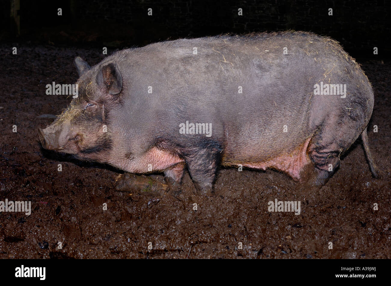 Pig in mud Stock Photo - Alamy