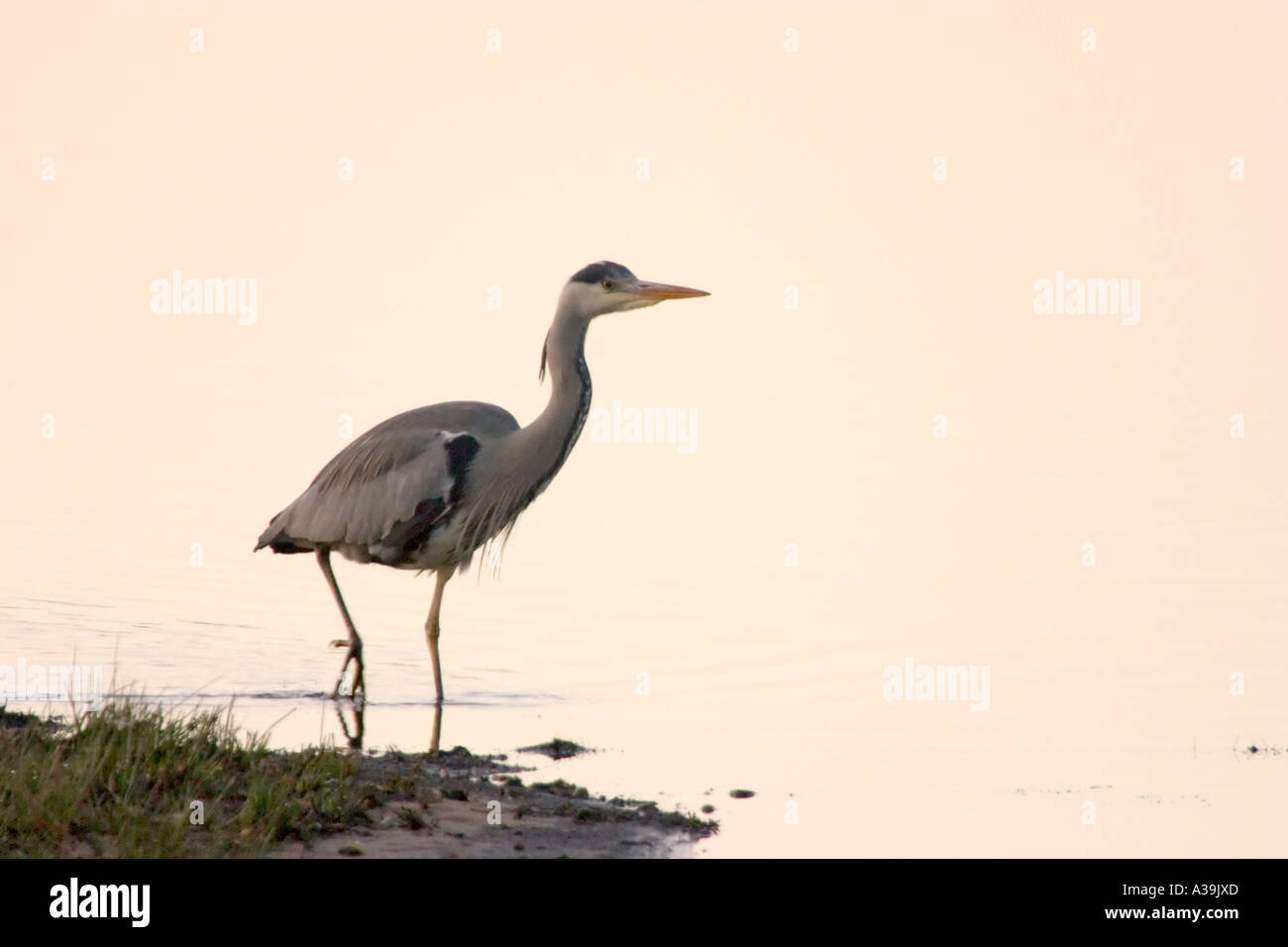 Adult Grey Heron Gray Heron Ardea Cinerea wading in shallow water at ...