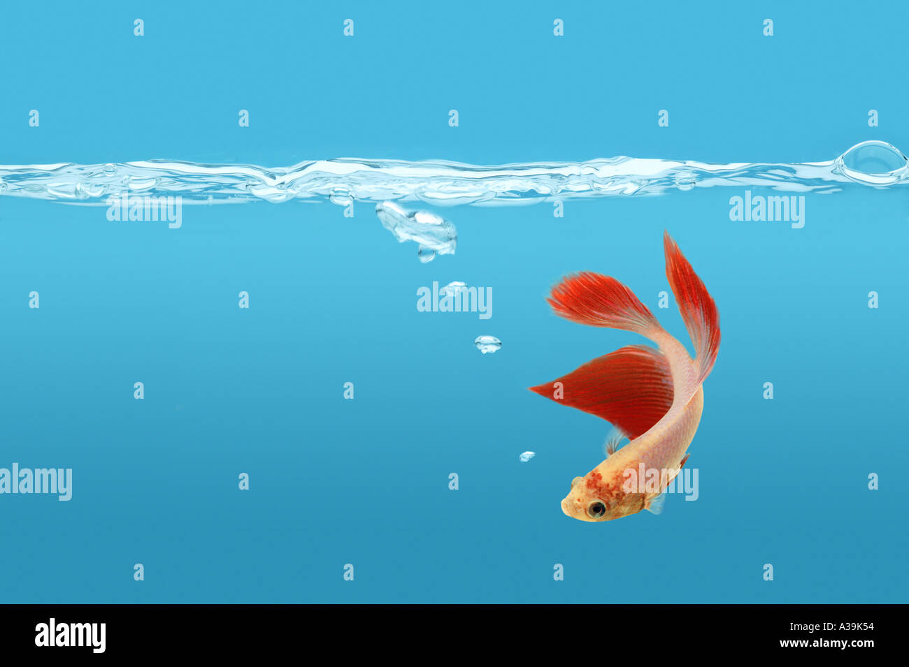 Fighting fish in water Stock Photo - Alamy