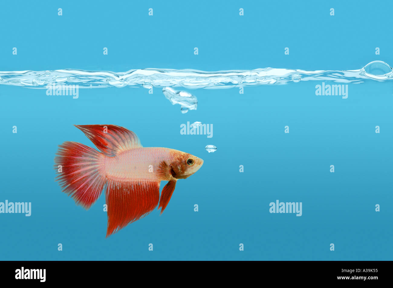 Ham4108 hi-res stock photography and images - Alamy