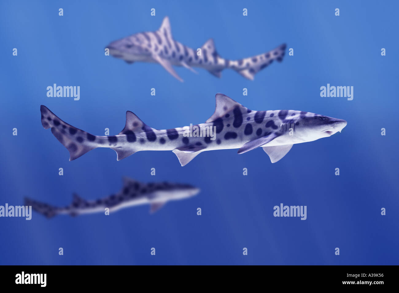 Leopard fish hi-res stock photography and images - Alamy