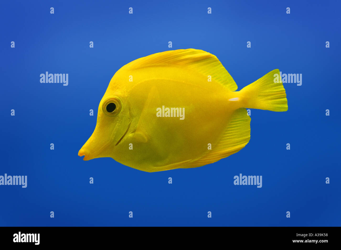Don fish hi-res stock photography and images - Alamy