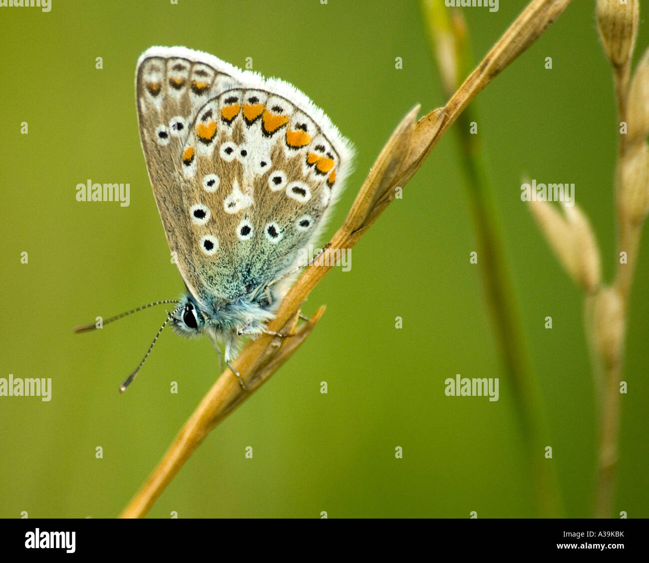 Blue butterfly life cycle hi-res stock photography and images - Alamy