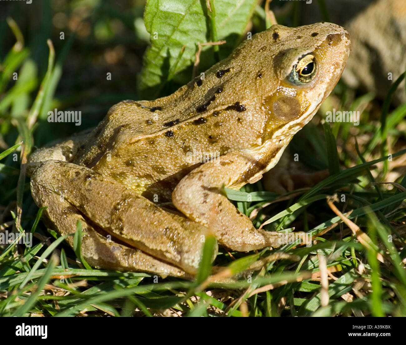 Common frog hi-res stock photography and images - Alamy