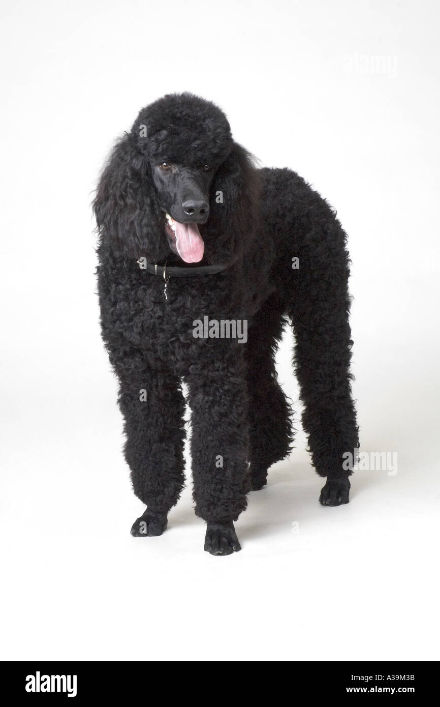 Why Is A Poodle A Utility Dog