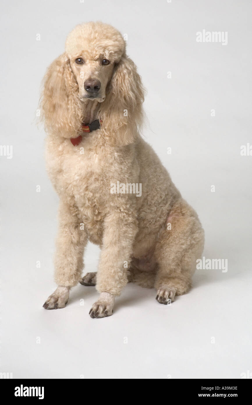 Cream poodle hi-res stock photography and images - Alamy