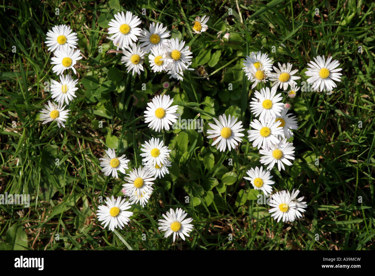 Daisy flowers in grass Stock Photo - Alamy