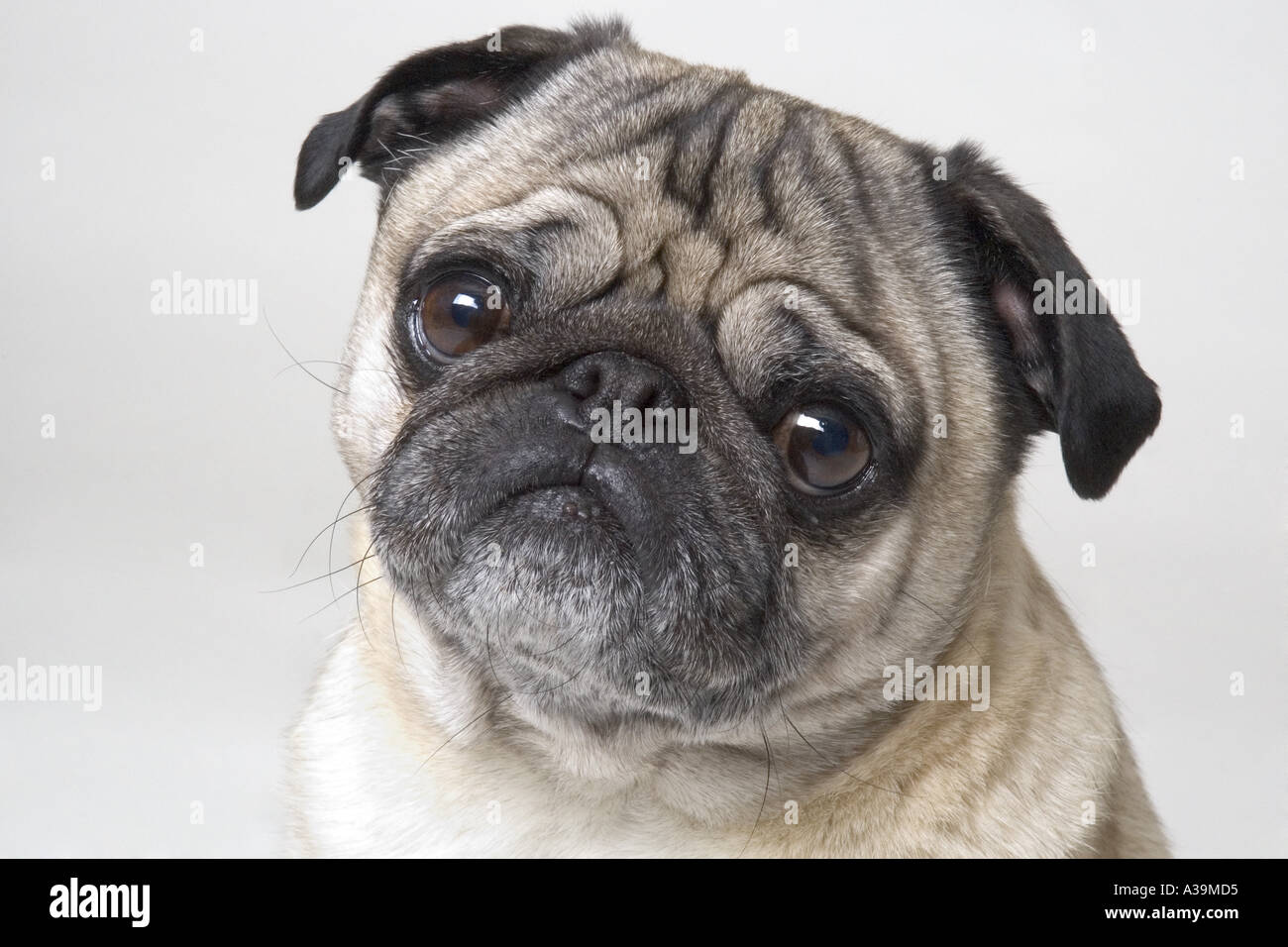 Dog frown hi-res stock photography and images - Alamy