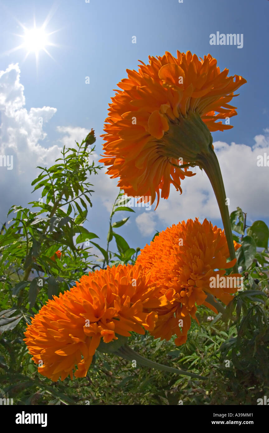 Chrysanthemum fish hi-res stock photography and images - Alamy